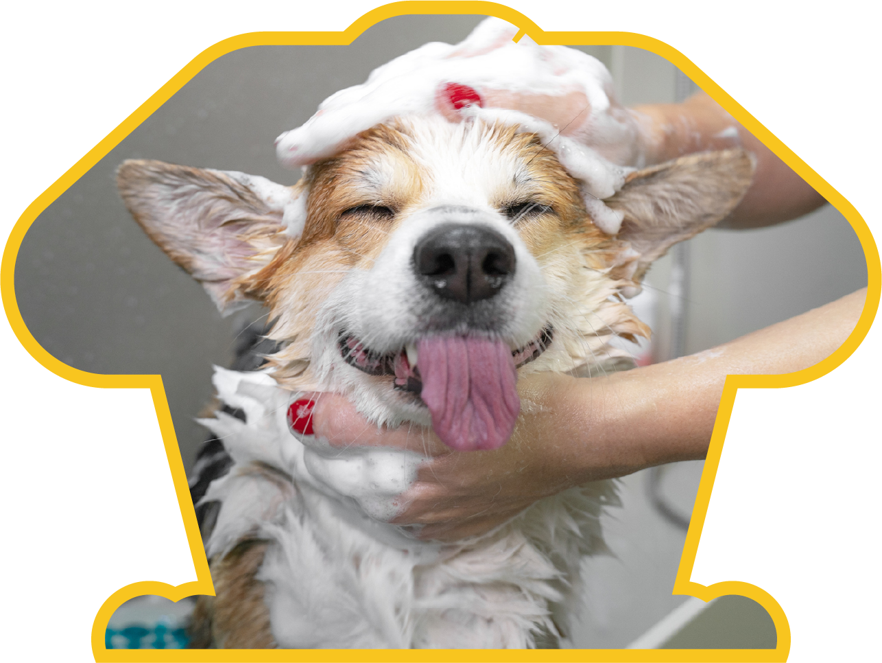 Home - Dog-E-Den - Sherman Oaks