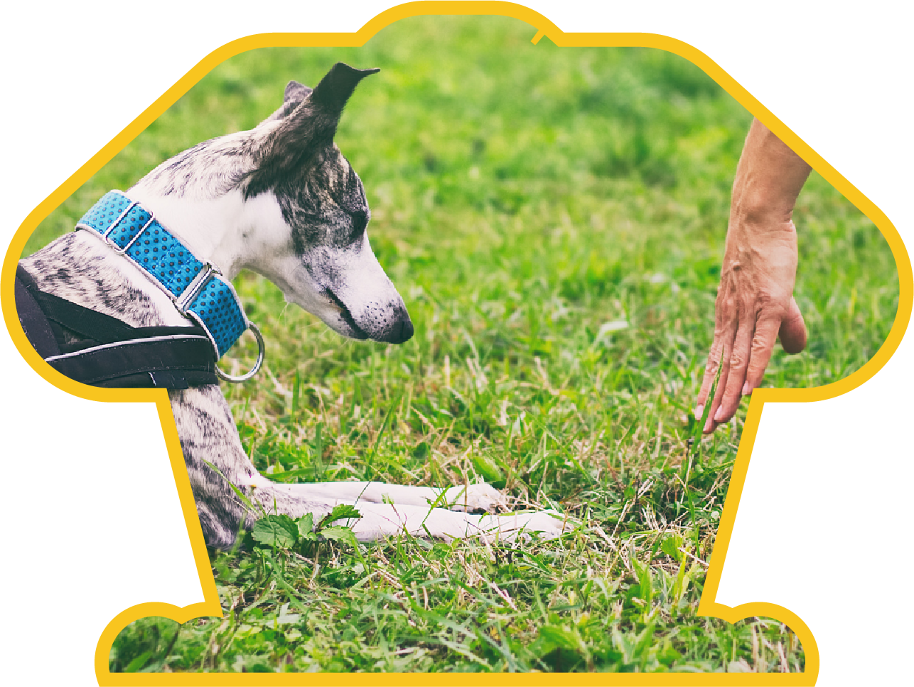 Home - Dog-E-Den - Sherman Oaks