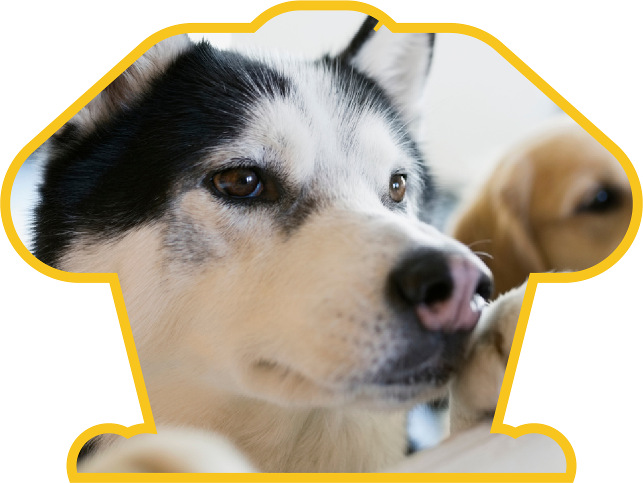 Home - Dog-E-Den - Sherman Oaks